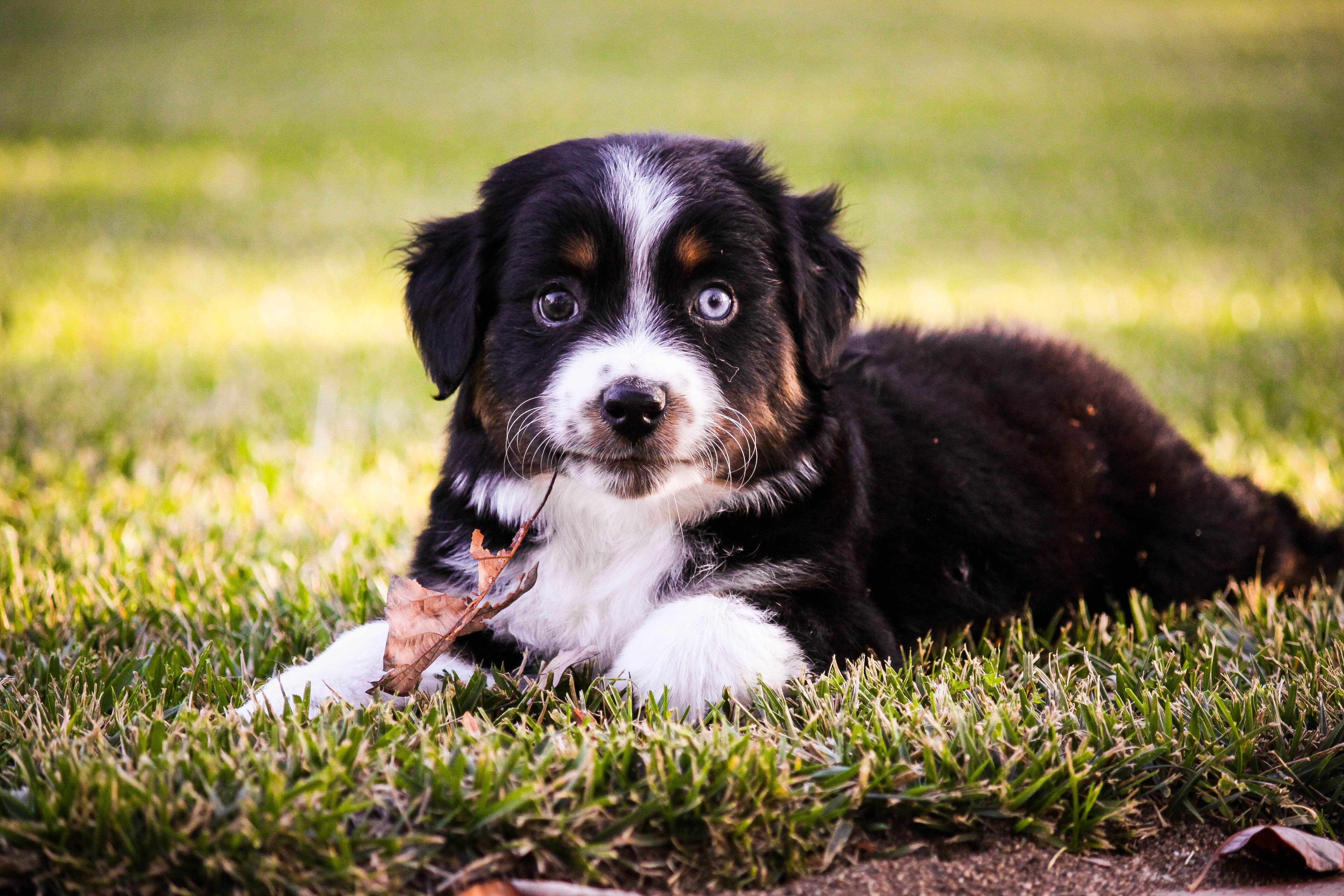 Miniature American Shepherds & Mini Aussies available for purchase