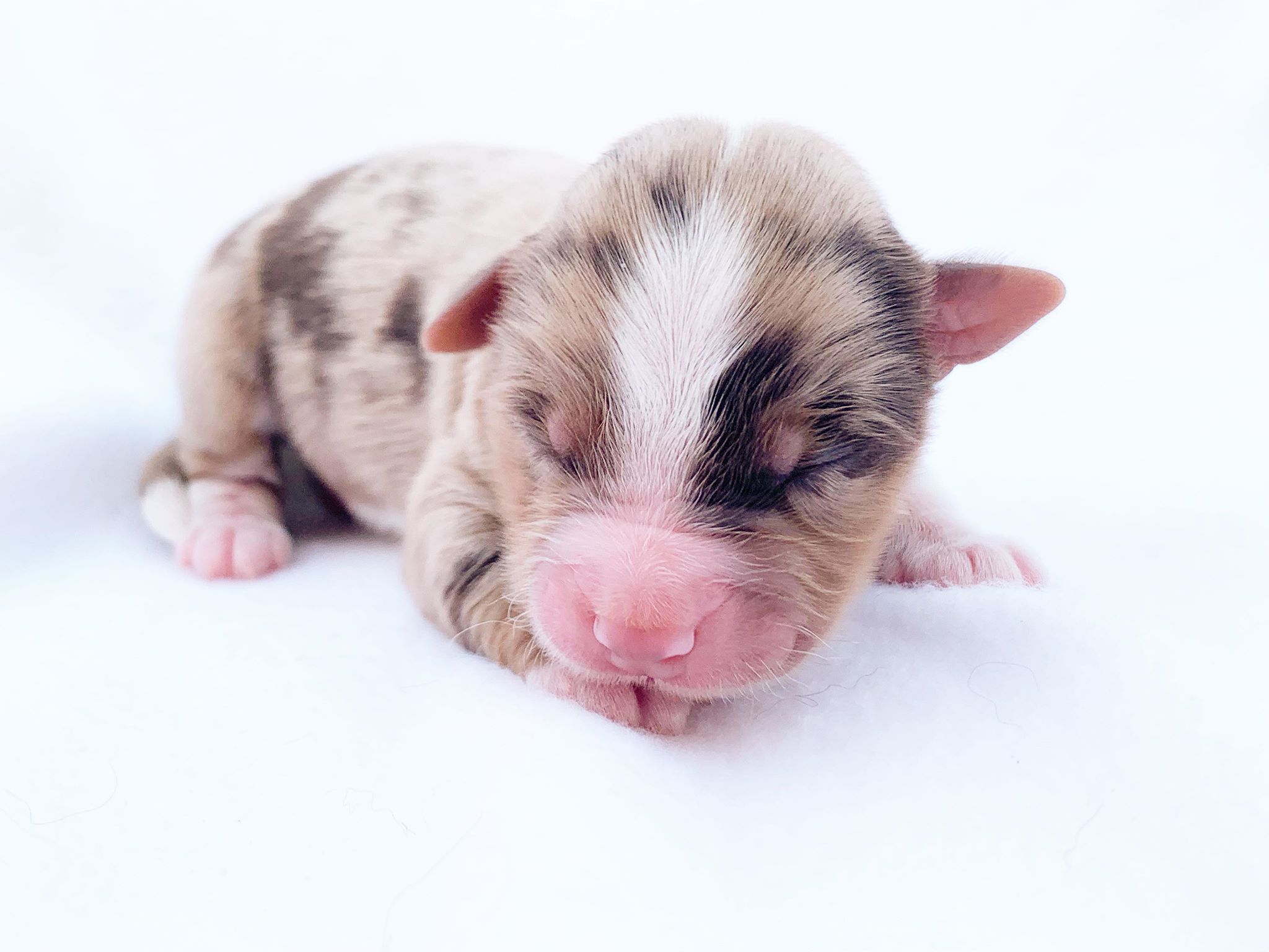 Miniature American Shepherds & Mini Aussies available for purchase