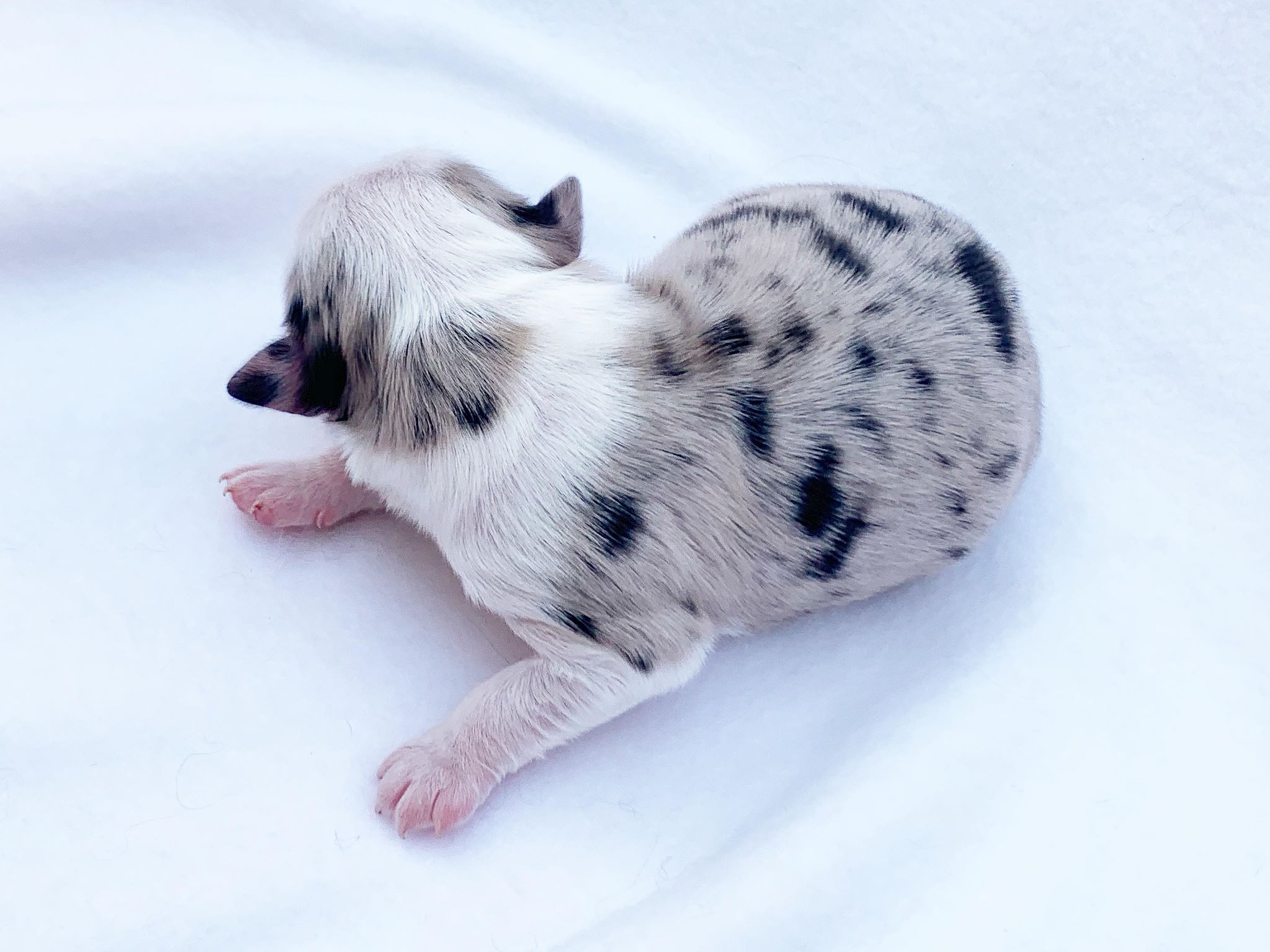 Miniature American Shepherds & Mini Aussies available for purchase