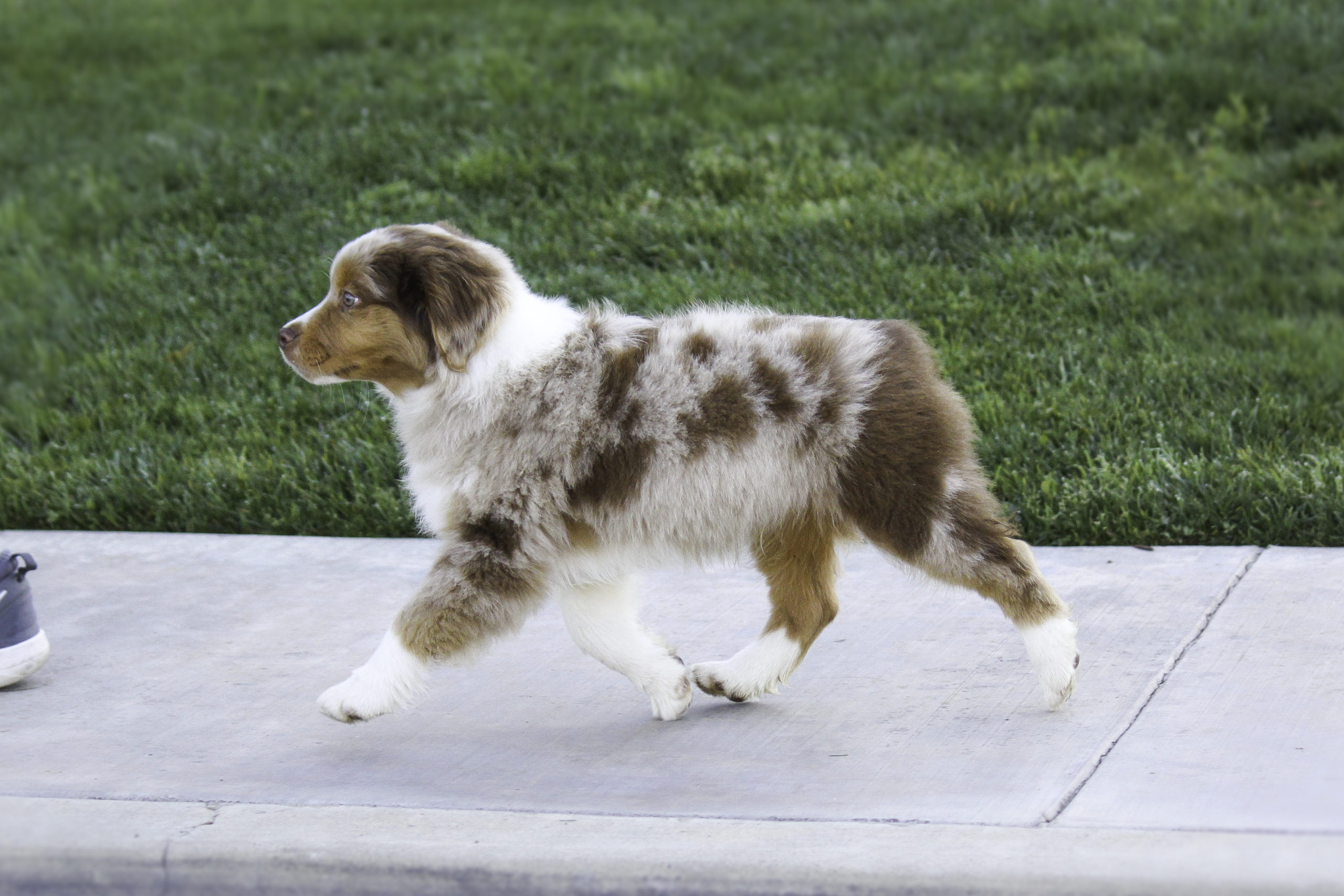 Sires | Miniature American Shepherds & Mini Aussies