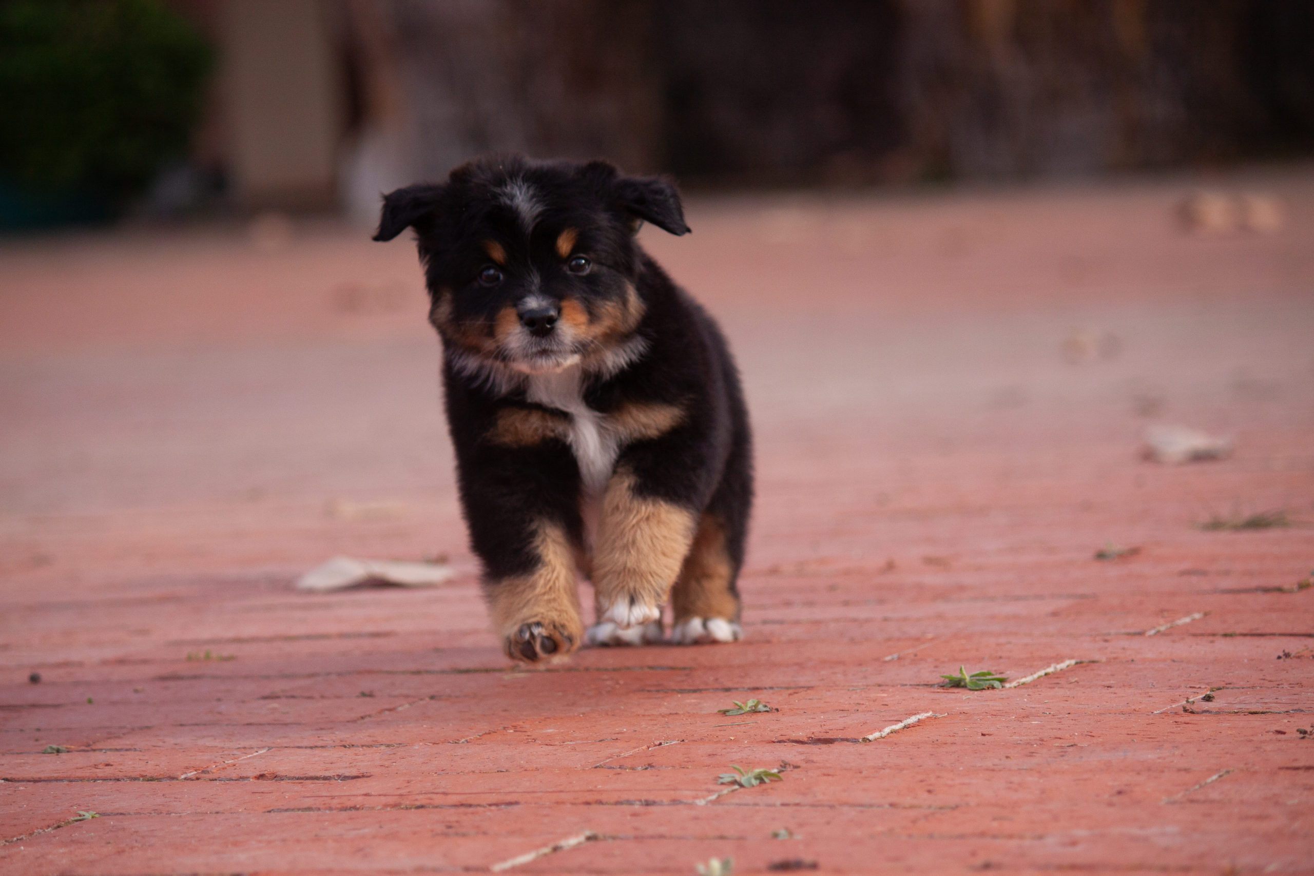 Miniature American Shepherds & Mini Aussies available for purchase