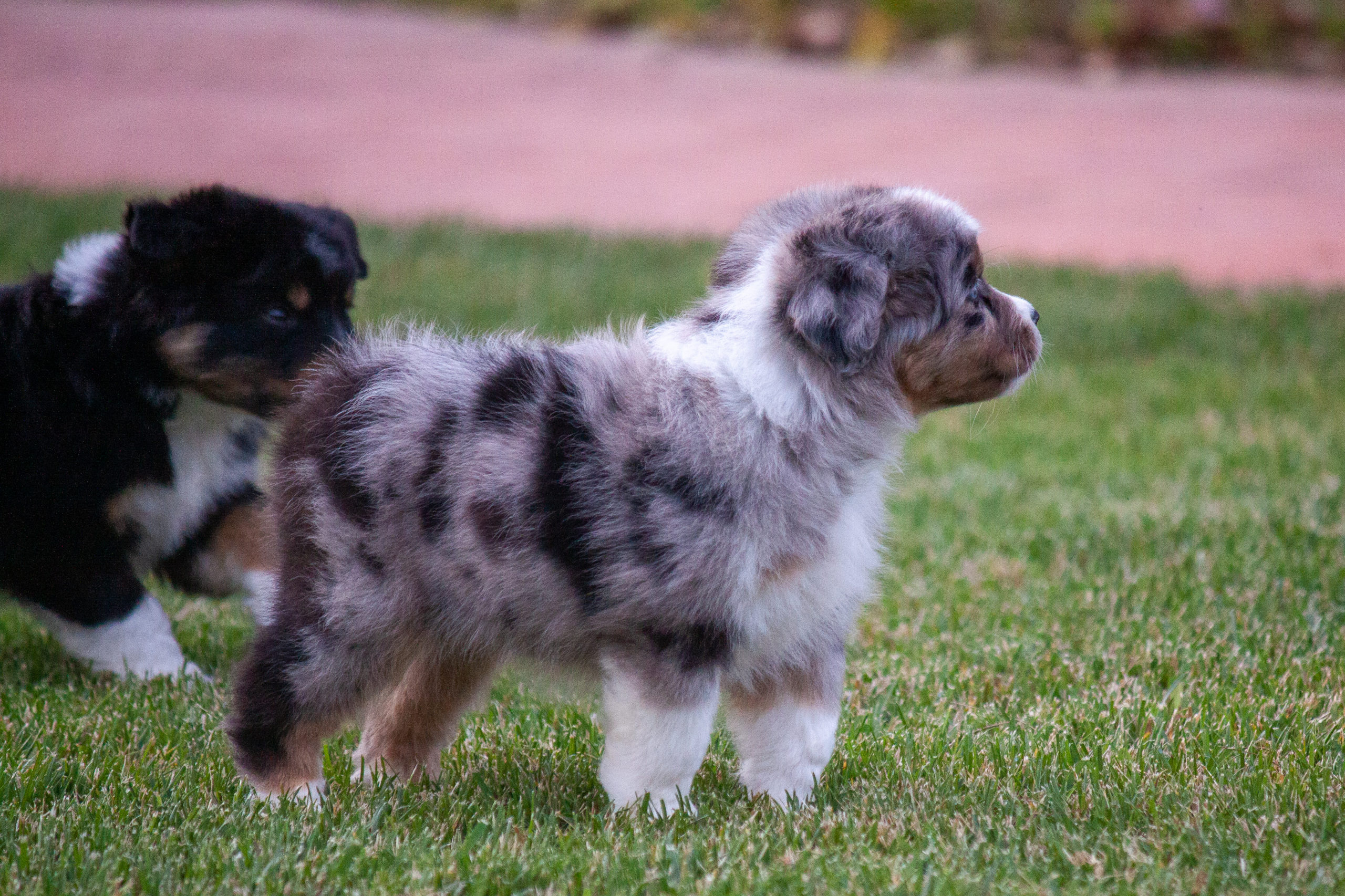 Miniature American Shepherds & Mini Aussies available for purchase