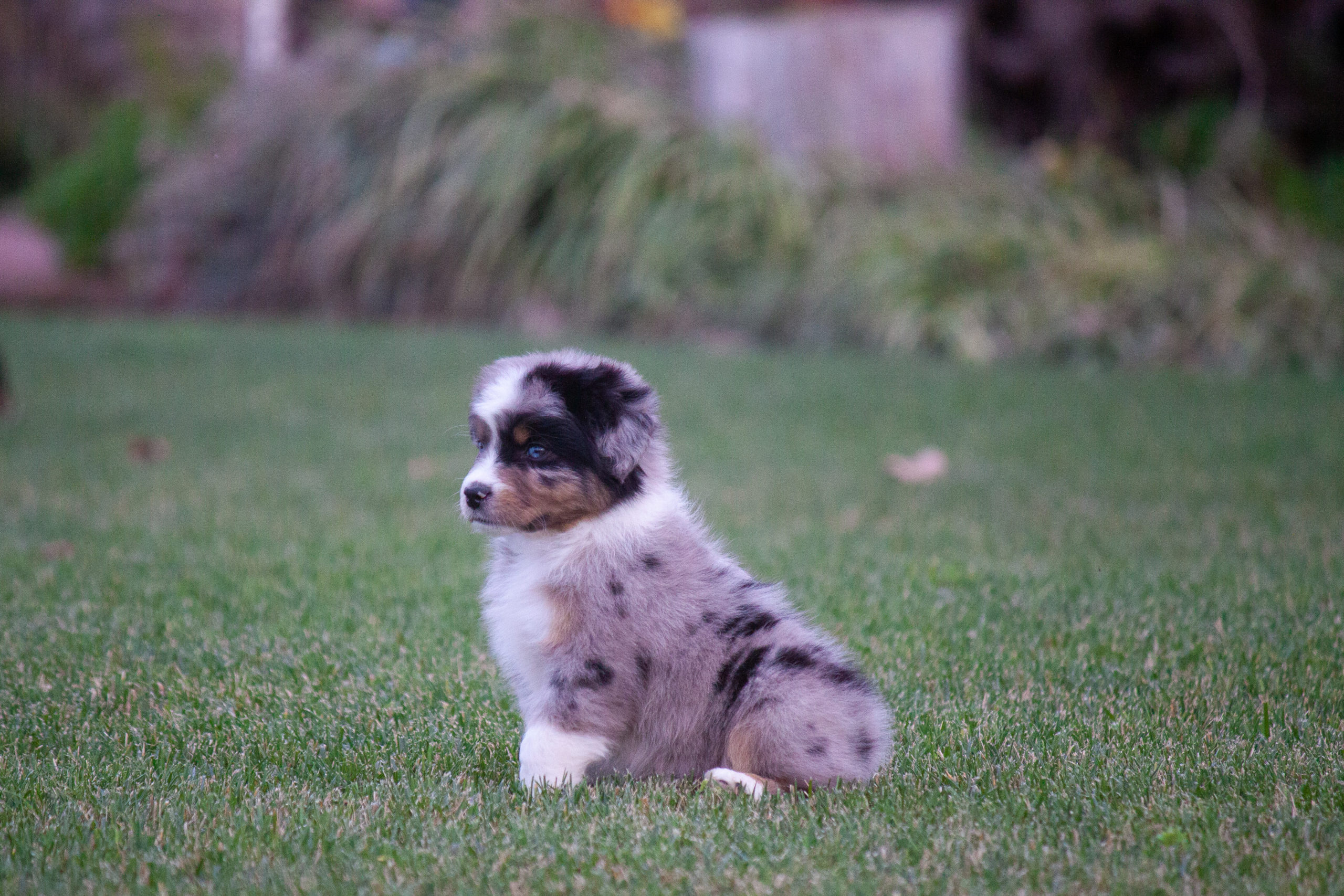 Miniature American Shepherds & Mini Aussies available for purchase