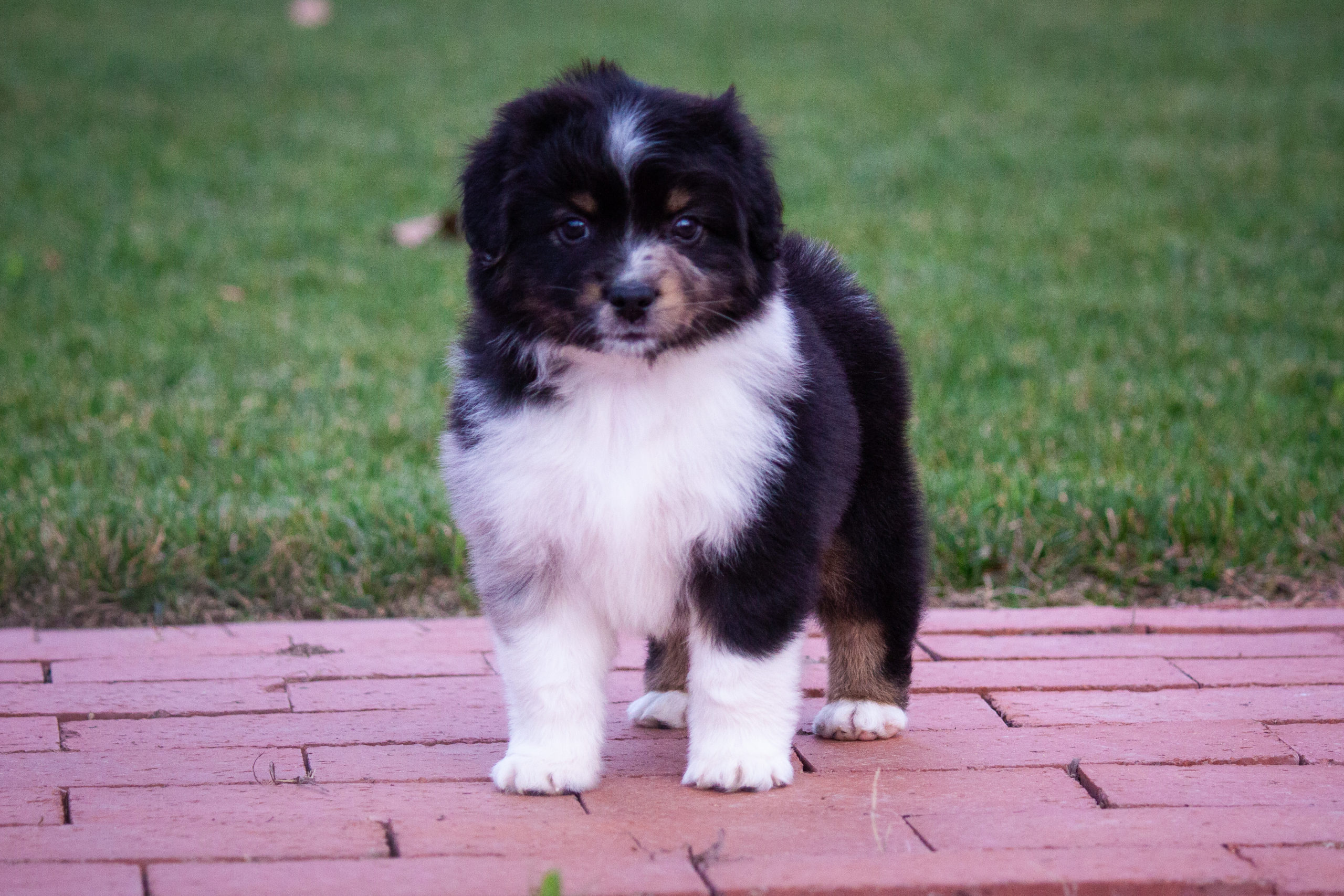 Miniature American Shepherds & Mini Aussies available for purchase