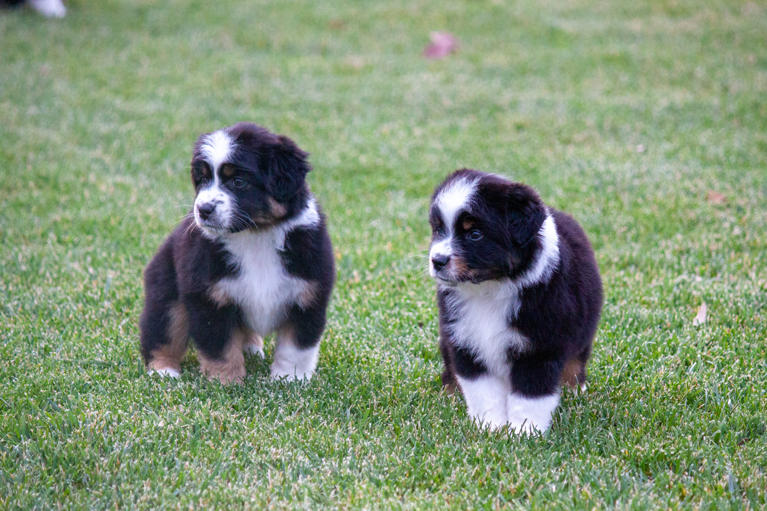 Miniature American Shepherds & Mini Aussies available for purchase