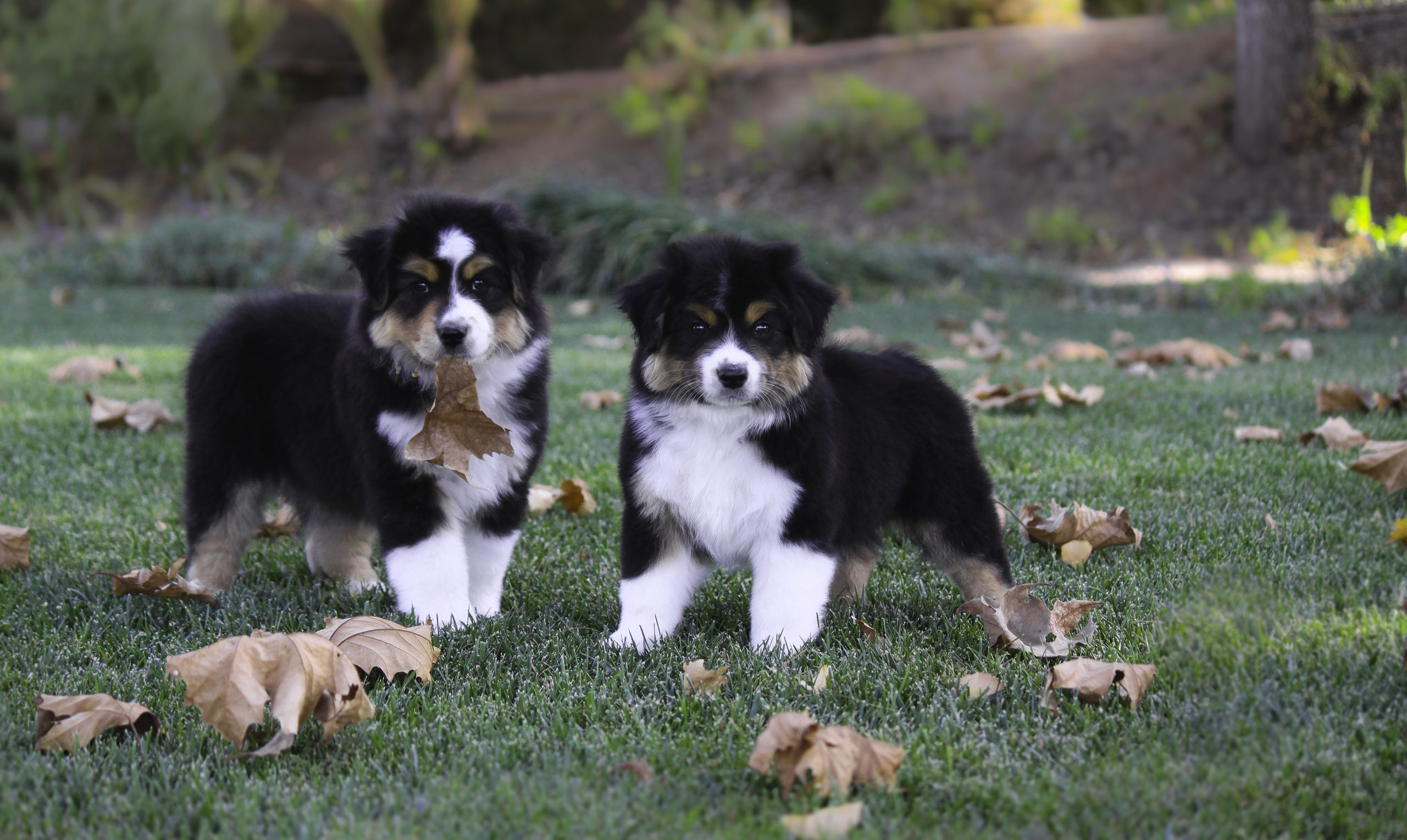 Miniature American Shepherds & Mini Aussies | Porterville, CA