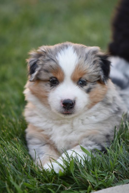 Miniature American Shepherds & Mini Aussies available for purchase