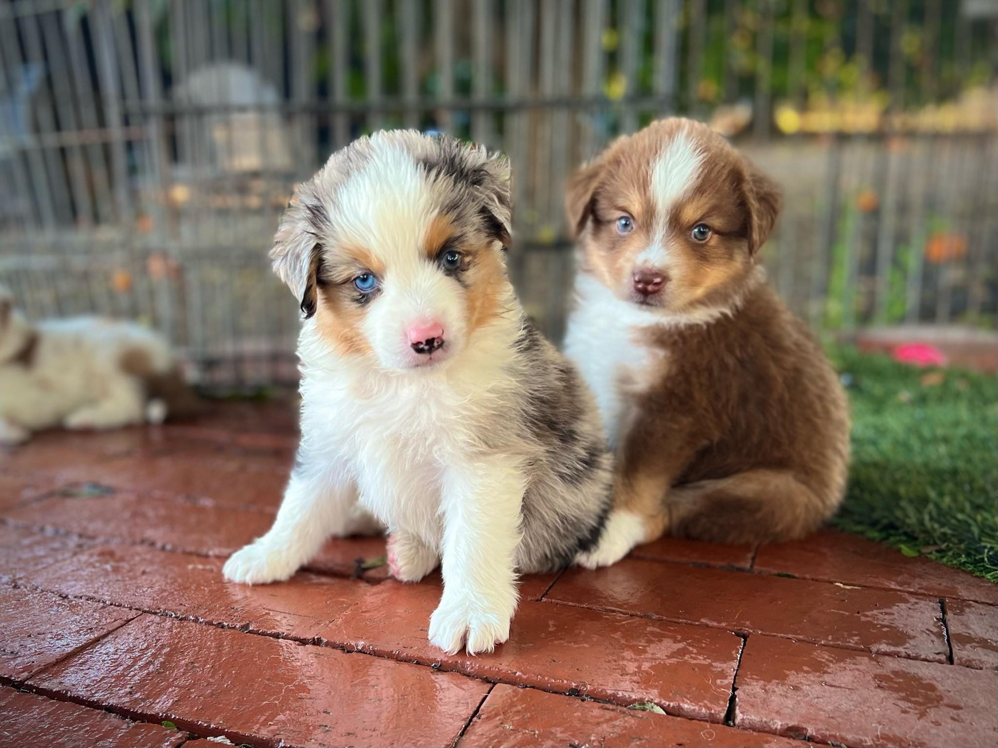 Miniature American Shepherds & Mini Aussies available for purchase