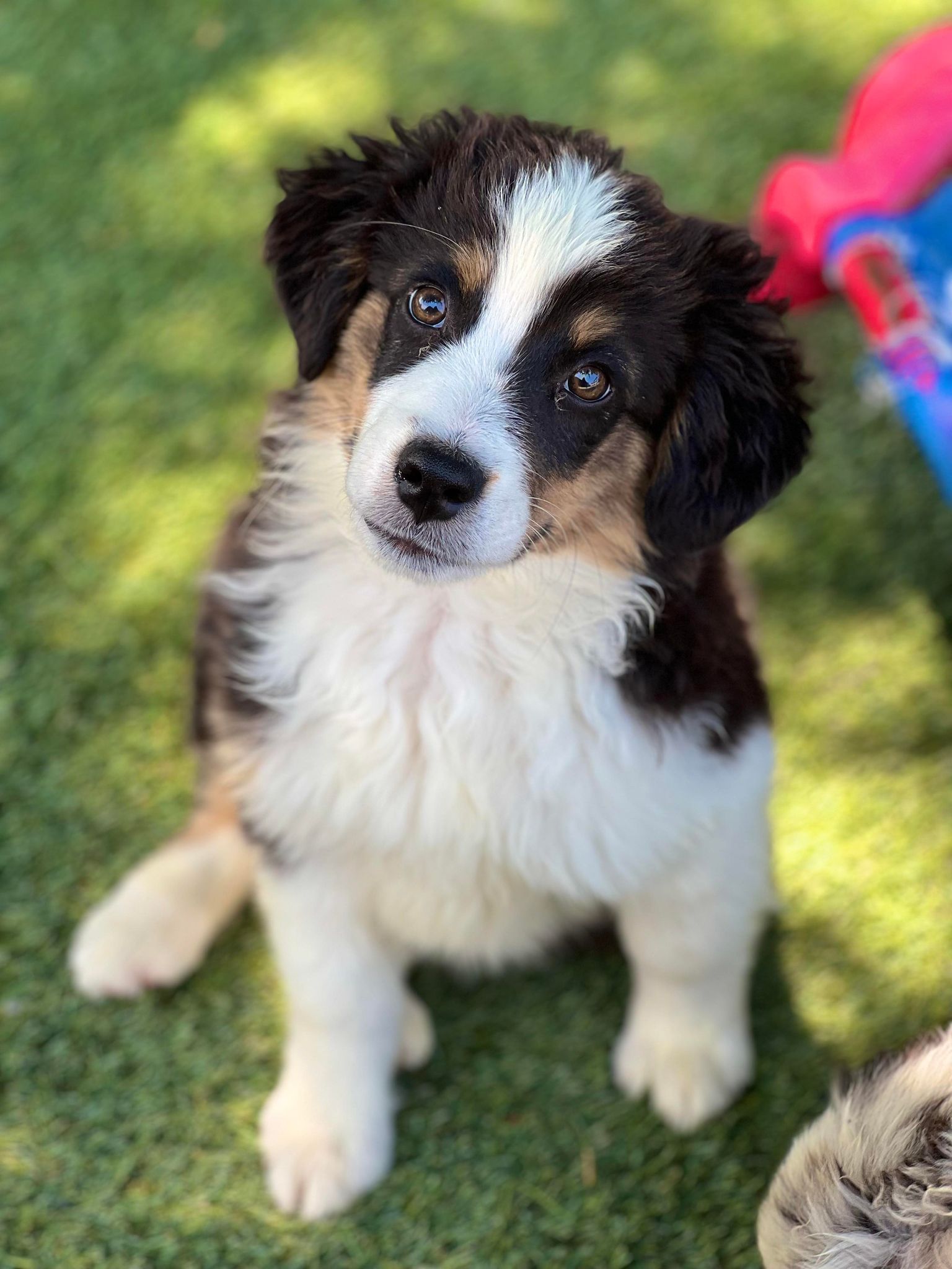 Miniature American Shepherds & Mini Aussies available for purchase