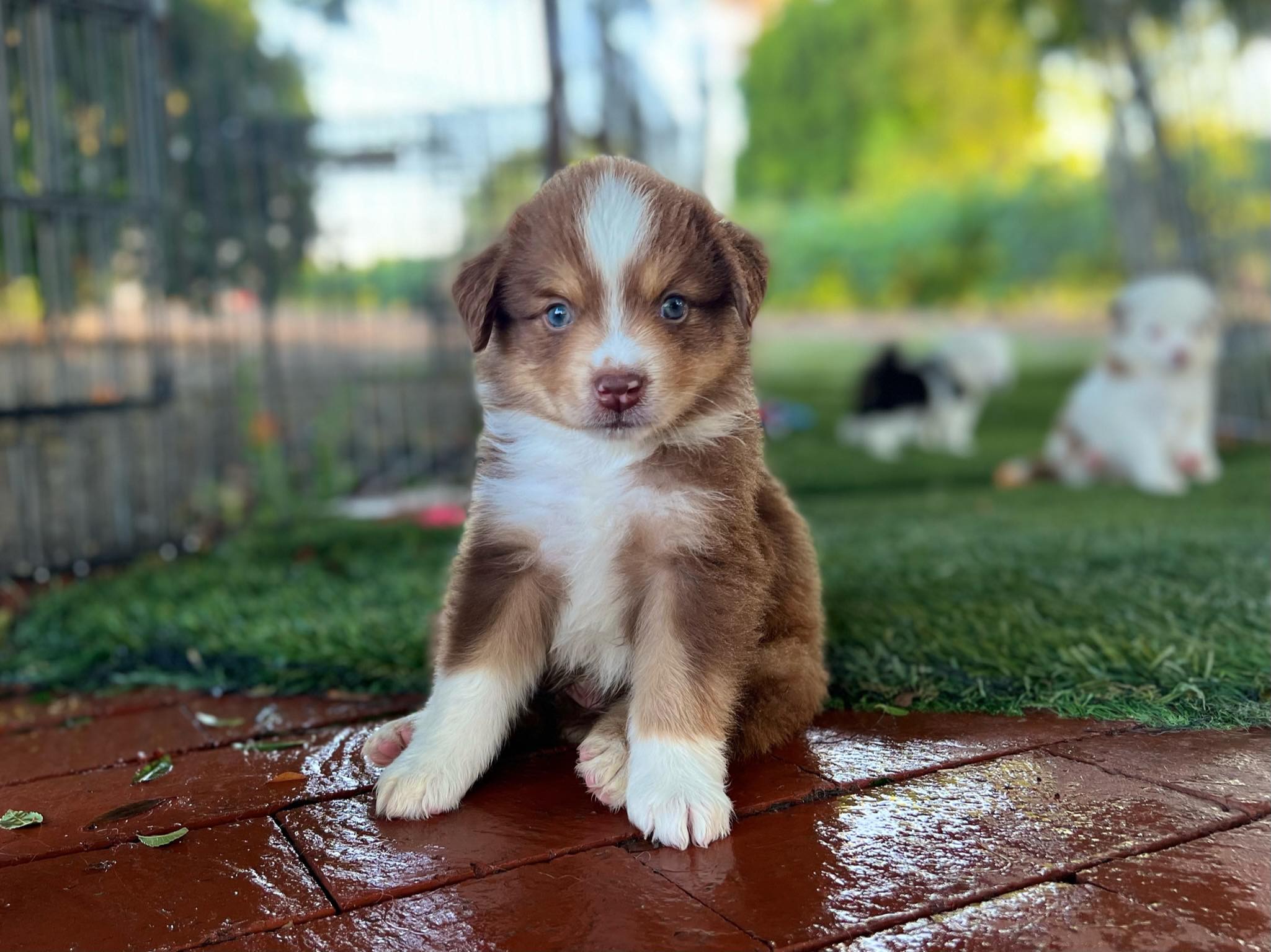 Miniature American Shepherds & Mini Aussies available for purchase