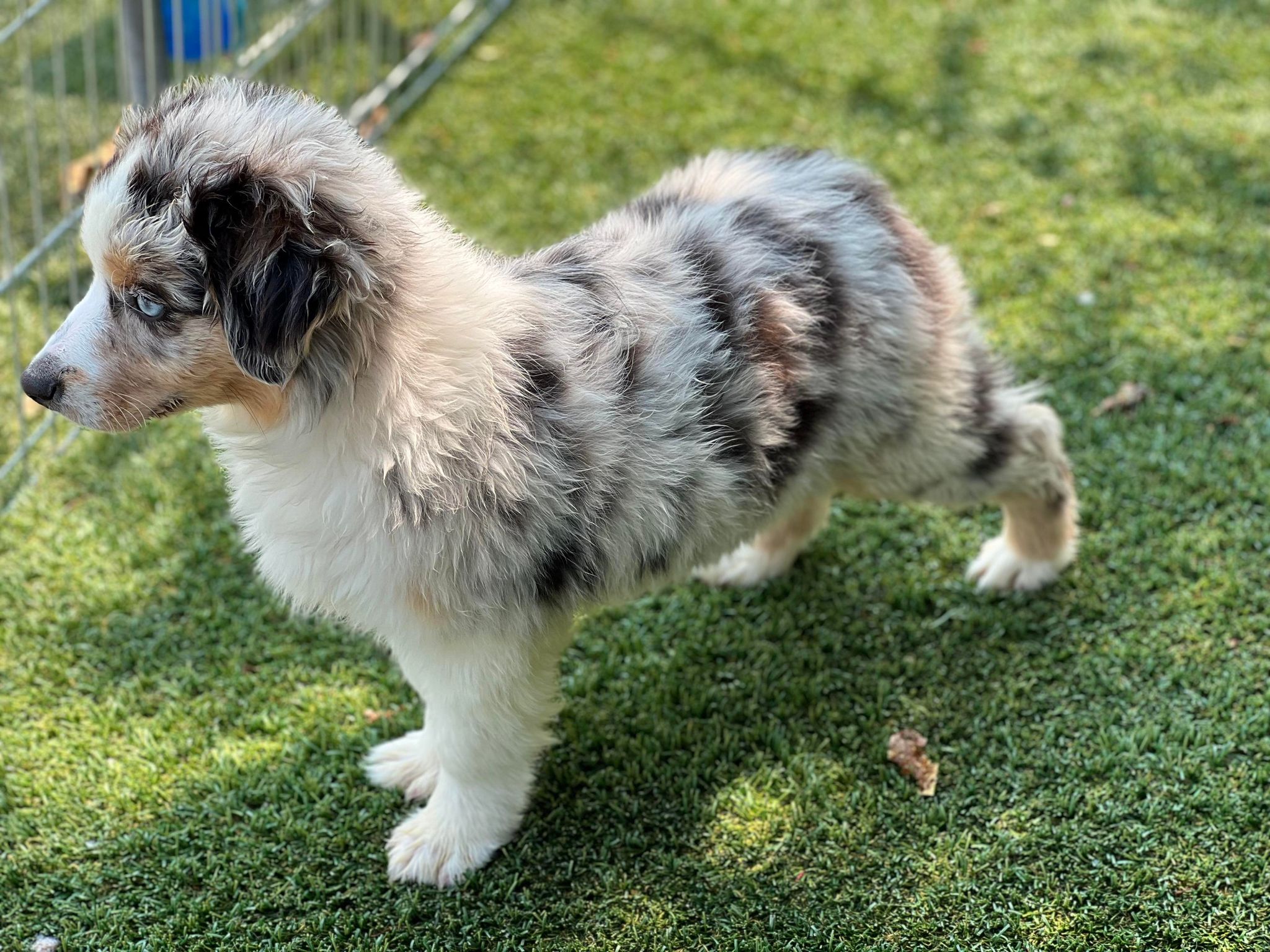 Miniature American Shepherds & Mini Aussies available for purchase