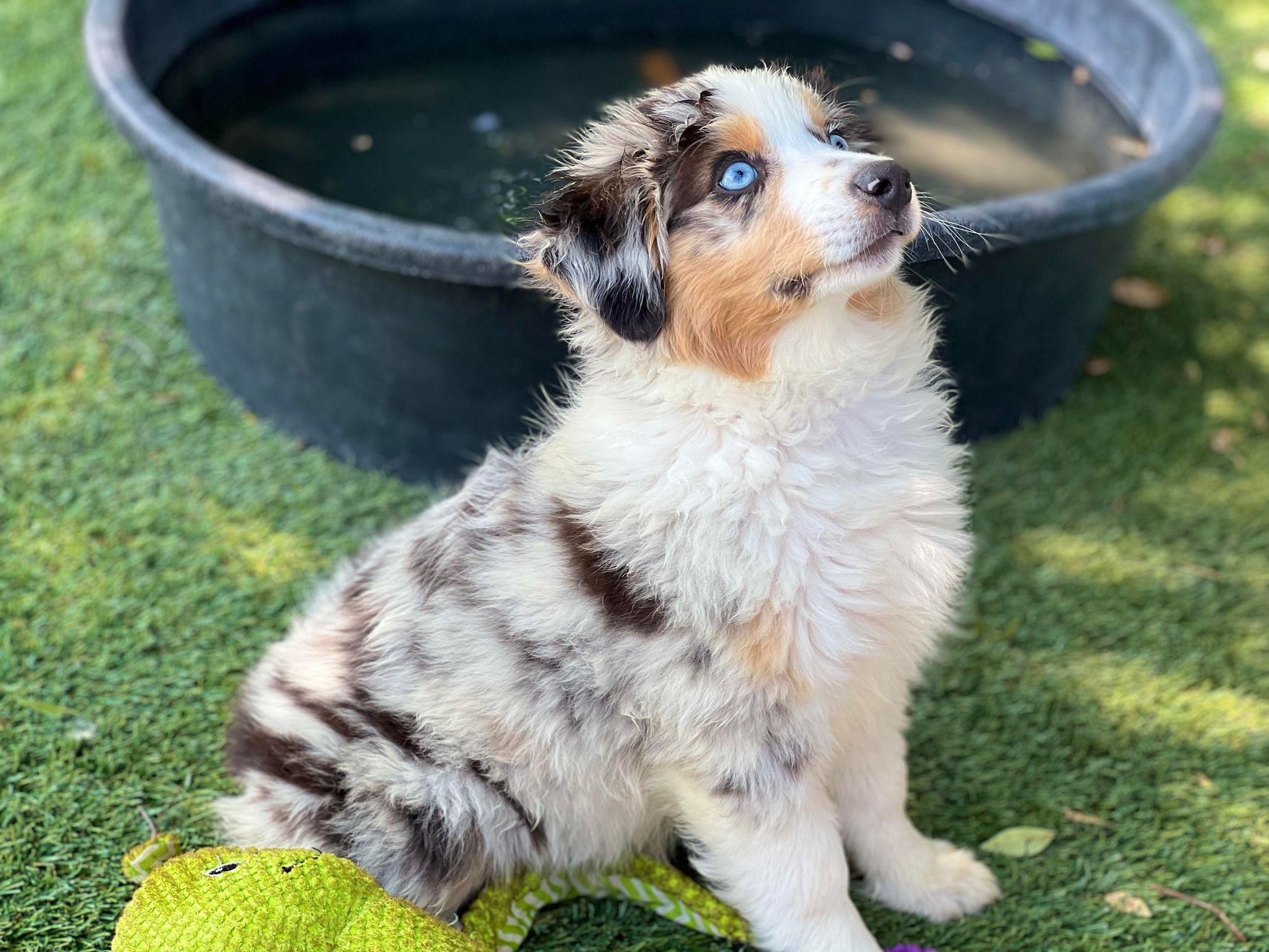Miniature American Shepherds & Mini Aussies available for purchase