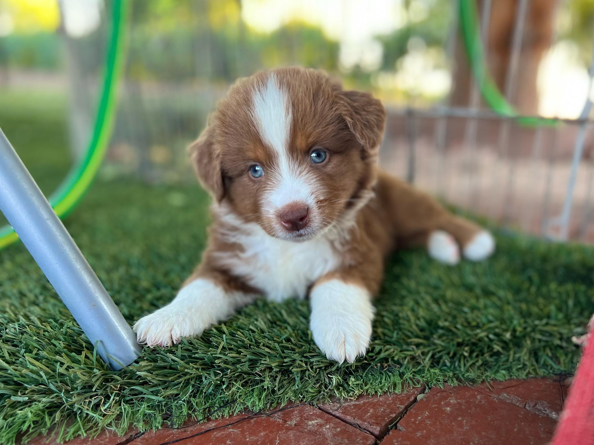 Miniature American Shepherds & Mini Aussies available for purchase